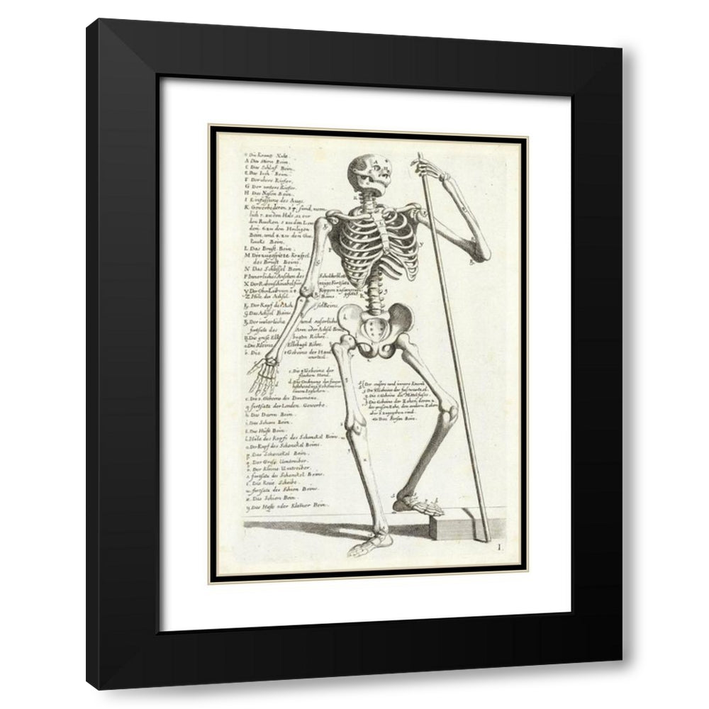 Anatomical diagram showing human skeleton, front view, with legends by ...