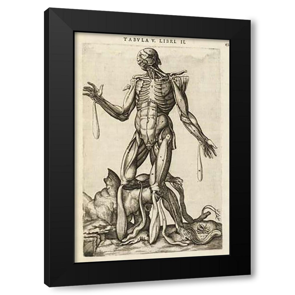 Male figure with muscles and skeleton by Versalius, Andreas – frametowall