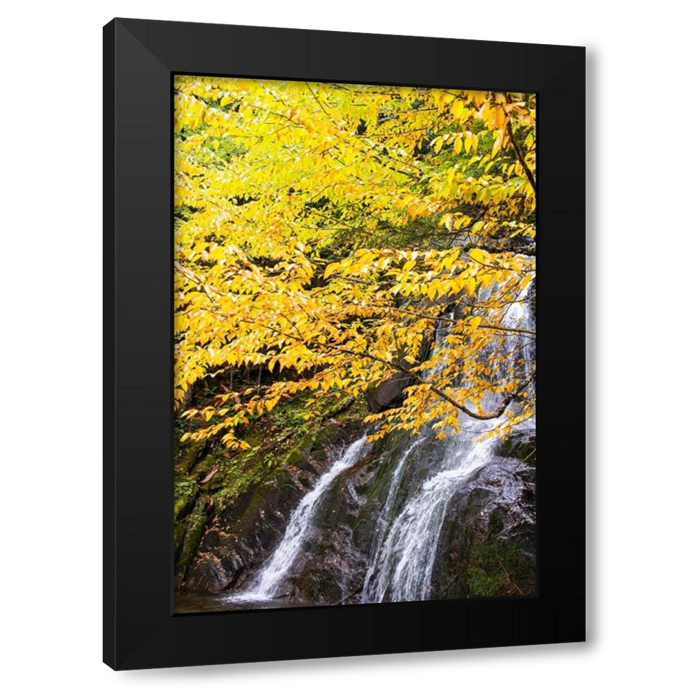 USA-Vermont-Fall foliage in Mad River Valley along trail to Warren ...