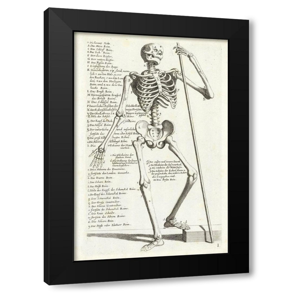 Anatomical diagram showing human skeleton, front view, with legends by ...